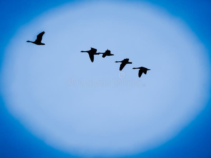 Birds Flying in the Blue Moonlight Sky Stock Image - Image of animals ...