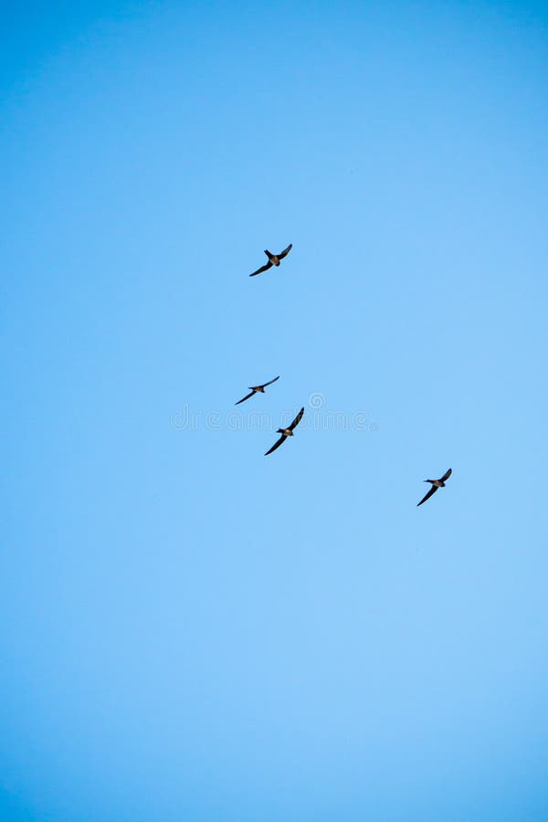 4 birds flying stock photo. Image of flying, speed, aircraft - 200168024