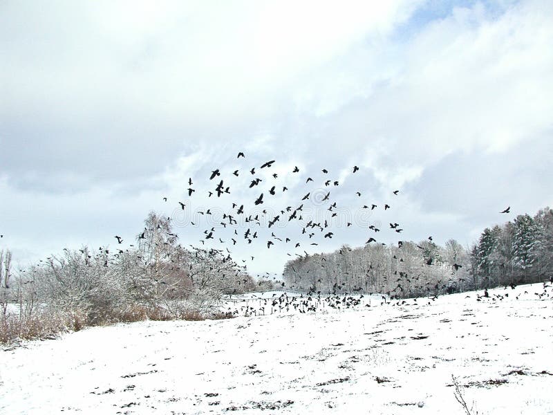Birds flying stock photo. Image of danish, field, birds - 125073504