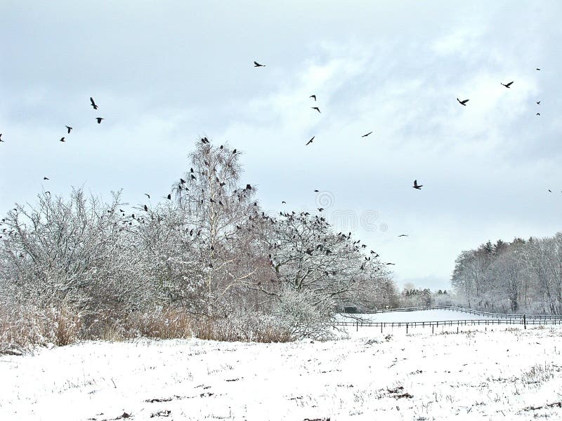 Birds flying stock photo. Image of flying, animal, denmark - 125073522