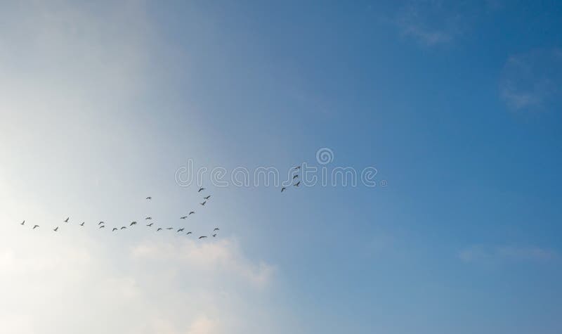 Birds Flying in a Blue Sky in Spring Stock Photo - Image of animal ...