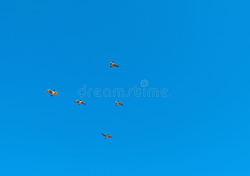 Birds Flying In A Blue Sky In Sunlight Stock Photo - Image of flight ...