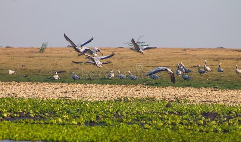 Birds flying daytime stock photo. Image of crane, steppe - 89294034