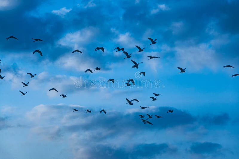 Birds Flocking Isolated Stock Photos - Free & Royalty-Free Stock Photos ...