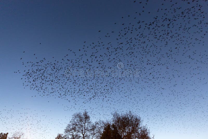 Birds Flying in Flock in Sky at Sunset Time Stock Photo - Image of ...