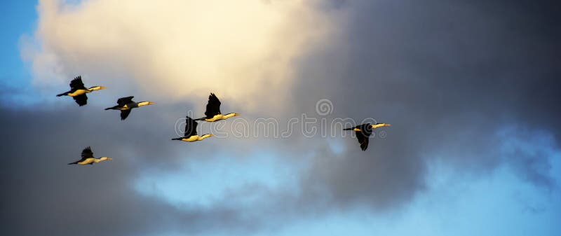 Birds Flying in Formation stock photo. Image of clouds - 135786236