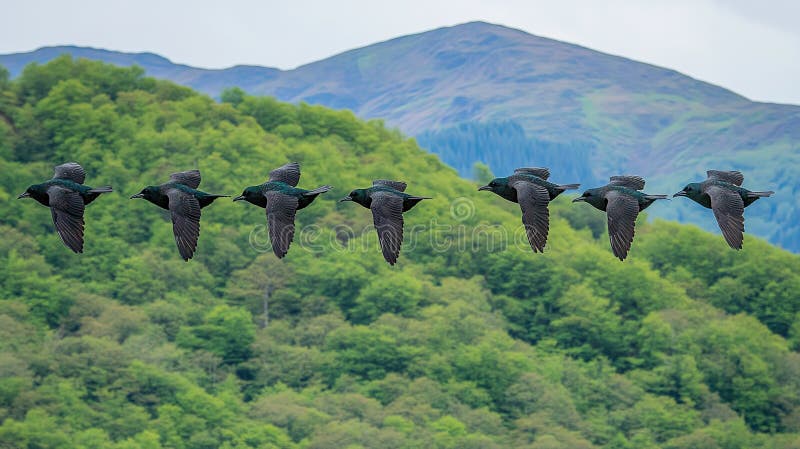 Birds Flying Formation Over Green Hills Stock Photos - Free & Royalty-Free Stock Photos from ...