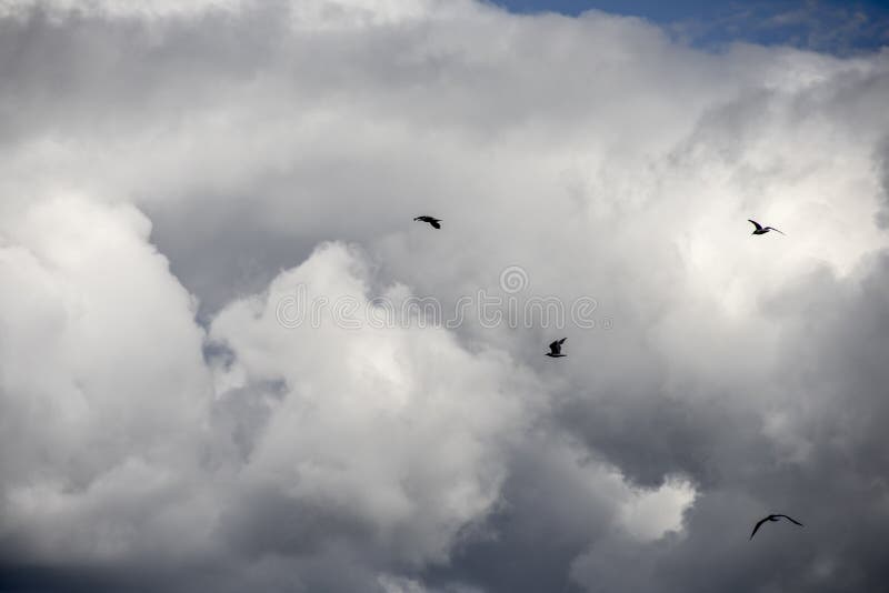 Birds Flying in Front of a Cloud Sky Stock Image - Image of storm, bird ...