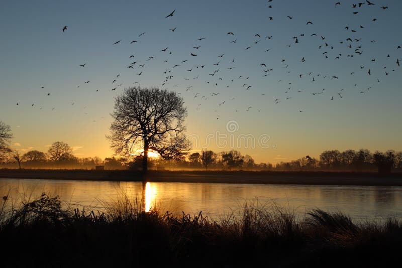 Birds Flying in Front of the Sun Rise Stock Photo - Image of lake ...