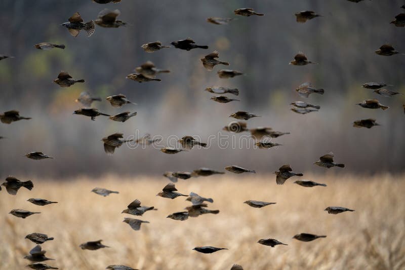 The Birds are Flying and Getting Ready To Take Off in the Field Stock ...