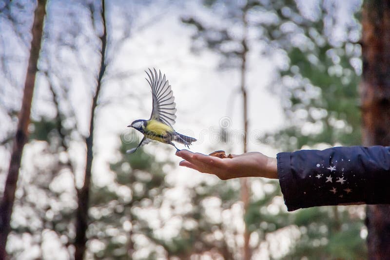 Birds are Flying from the Hands of a Man Stock Photo - Image of birds ...