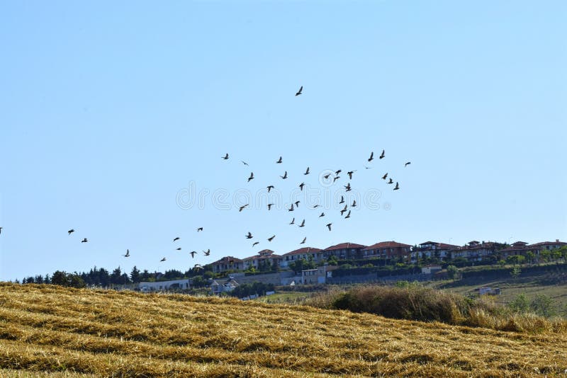 Birds flying among the hay stock photo. Image of beach - 190989938