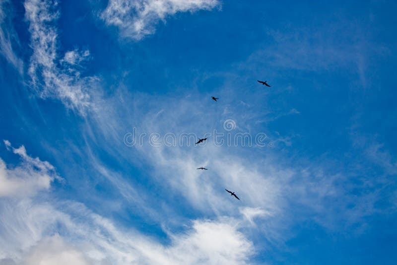 Birds Flying High in the Blue Sky Stock Photo - Image of five, prey ...