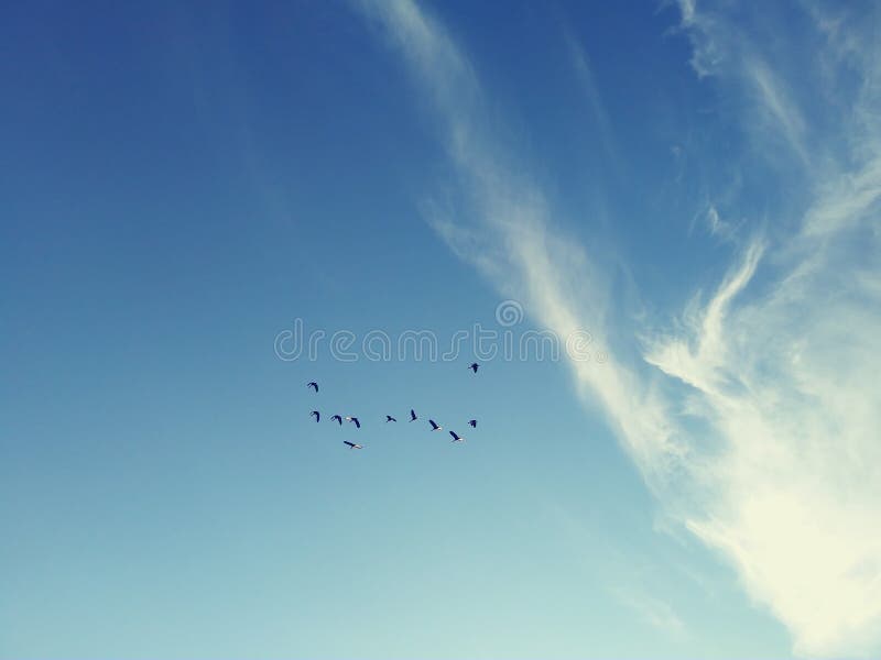 Birds Flying High in the Sky Stock Image - Image of outside, flying ...