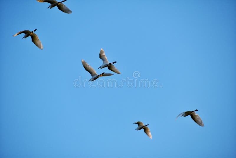 Flying home stock image. Image of aerospace, 30th, 21st - 84412927