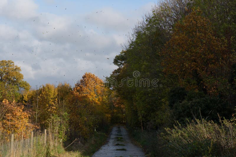 Birds Flying and Leaves Blowing in the Wind Stock Photo - Image of wind ...