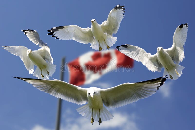 4 Birds Flying In Mid Air With Flag Of Canada Behind During Daytime ...