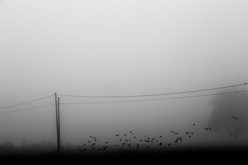 Birds Flying Near Power Lines in the Fog, Over Some Fields Stock Image ...