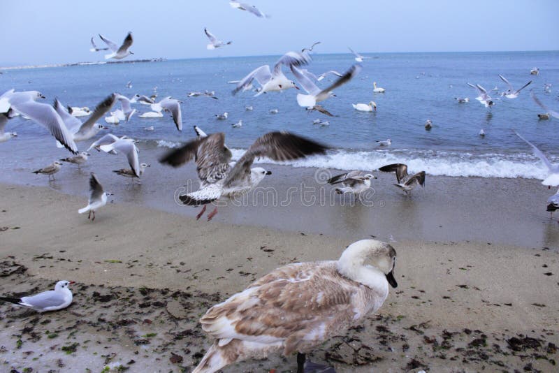Birds flying out beach stock image. Image of movement - 39852209