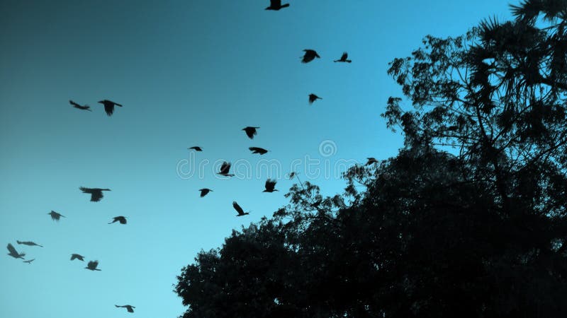 Birds Flying Off the Tree in Early Morning Stock Image - Image of ...
