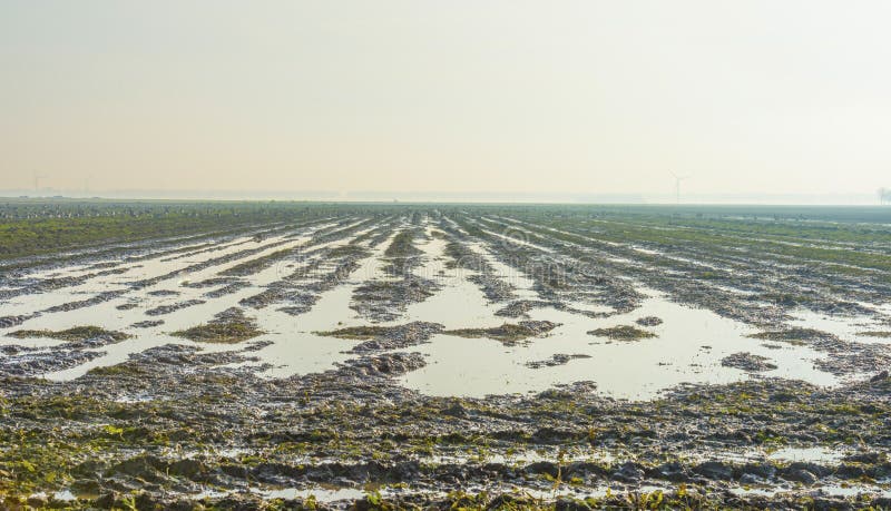 Birds Flying Over an Agricultural Area in Sunlight at Fall Stock Image ...