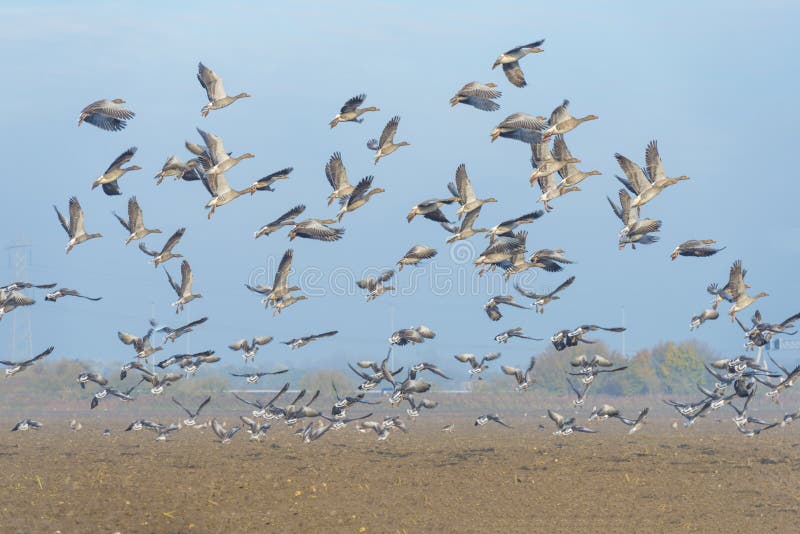 Birds Flying Over an Agricultural Area in Sunlight at Fall Stock Image ...