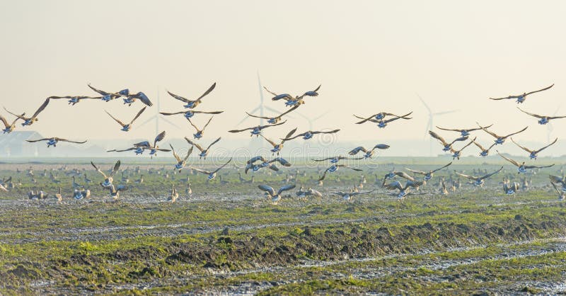 Birds Flying Over an Agricultural Area in Sunlight at Fall Stock Photo ...