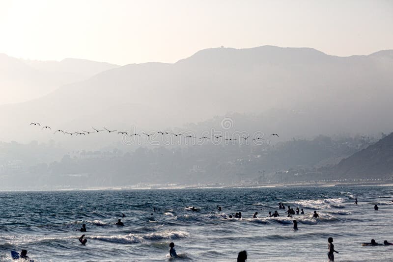 Birds flying over beach stock image. Image of flight - 82962387