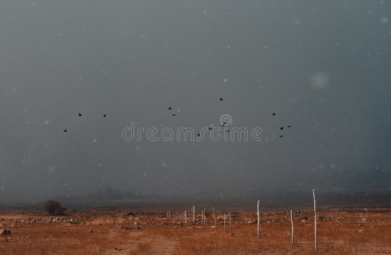 Birds Flying Over a Field in a Stormy Weather Stock Image - Image of ...