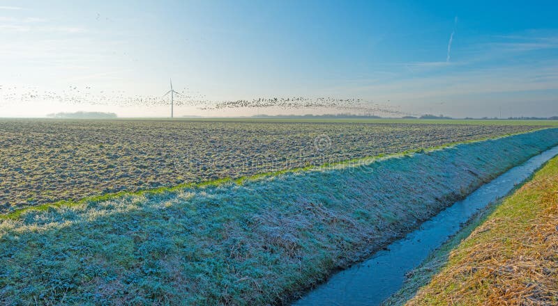 Birds Flying Over a Frozen Field in Winter Stock Photo - Image of ...