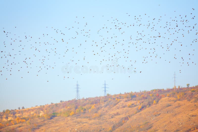 Birds flying over the hill stock photo. Image of birds - 227300950
