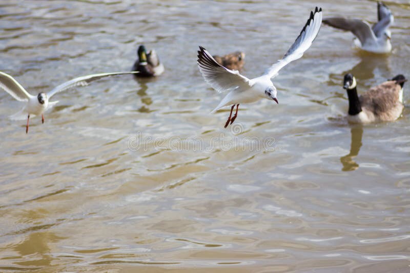Birds Flying Over A River In A Park At Wintertime Stock Image - Image ...