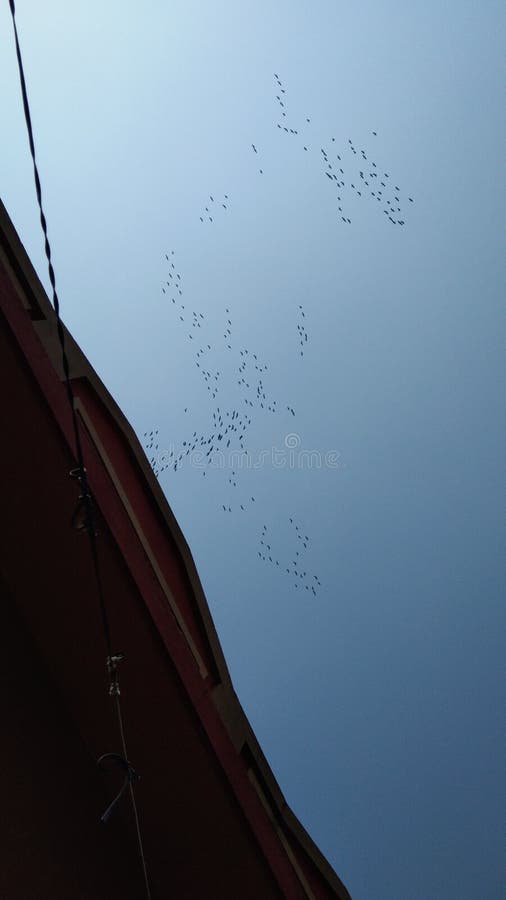 Birds flying stock image. Image of flying, house, blue - 108063207