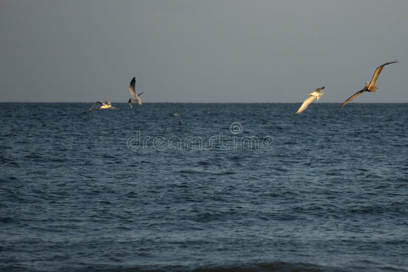 Janaye Bryant (Jbcam2023) - Photographer profile