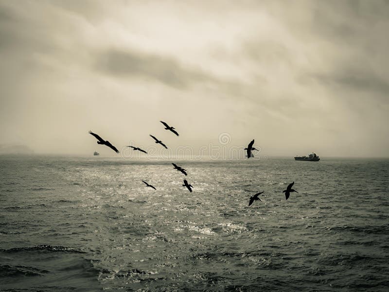 Birds Flying Over the Ocean in Dramatic Sky Stock Image - Image of open ...