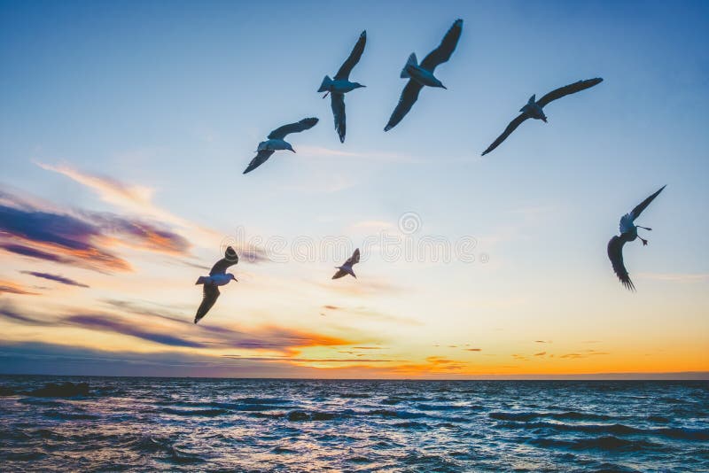 Silhouettes of Seagulls and Two People in a Boat Watching the Sunset ...