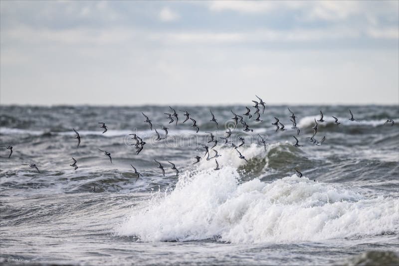 Birds Flying Over the Ocean with Waves. Stock Photo - Image of seascape ...