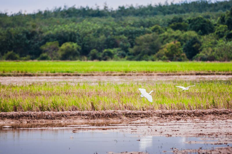 Birds Flying Over Padi Field Stock Image - Image of stalk, animals ...