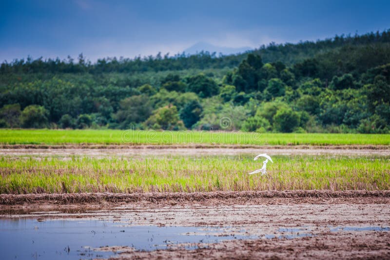 Birds Flying Over Padi Field Stock Image - Image of rice, birds: 34722045