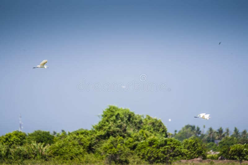 Birds Flying Over Padi Field Stock Photo - Image of industries, water ...