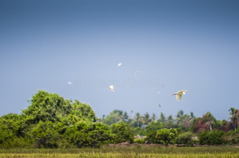 Birds Flying Over Padi Field Stock Photo - Image of industries, water ...