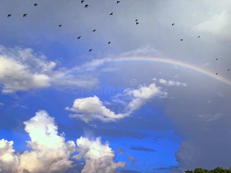Birds Flying Over Rainbow at Beach Stock Image - Image of cloud, cloudy ...