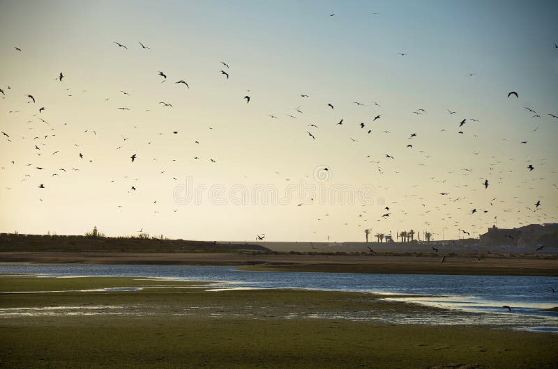 Birds on the river Douro stock image. Image of sand, river - 26861049