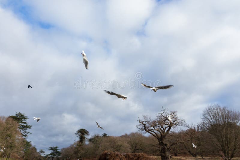 Birds flying over a river stock image. Image of countryside - 87781871