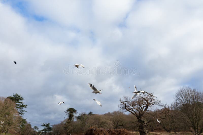 Birds flying over a river stock photo. Image of brown - 87781894