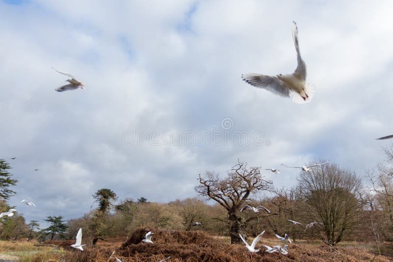 Birds flying over a river stock image. Image of blue - 87781959