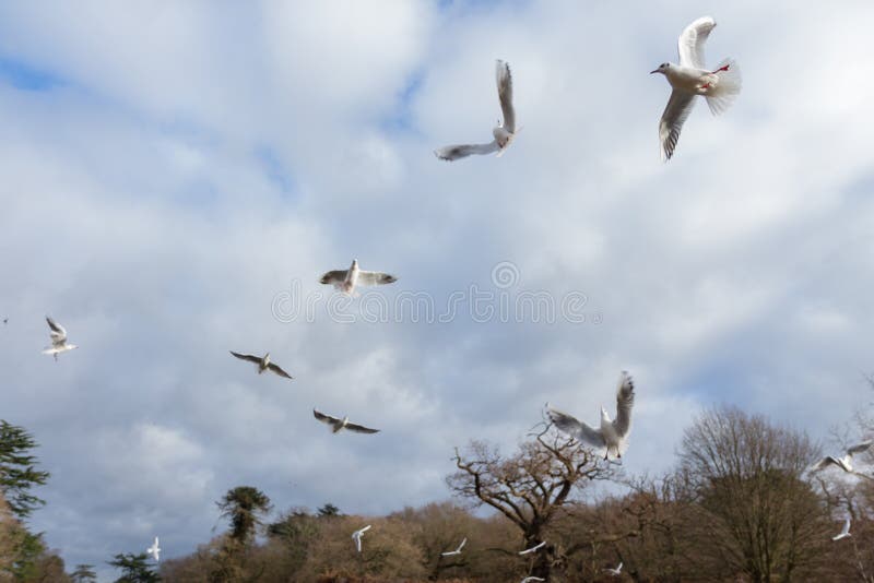 Birds flying over a river stock image. Image of autumn - 87781971