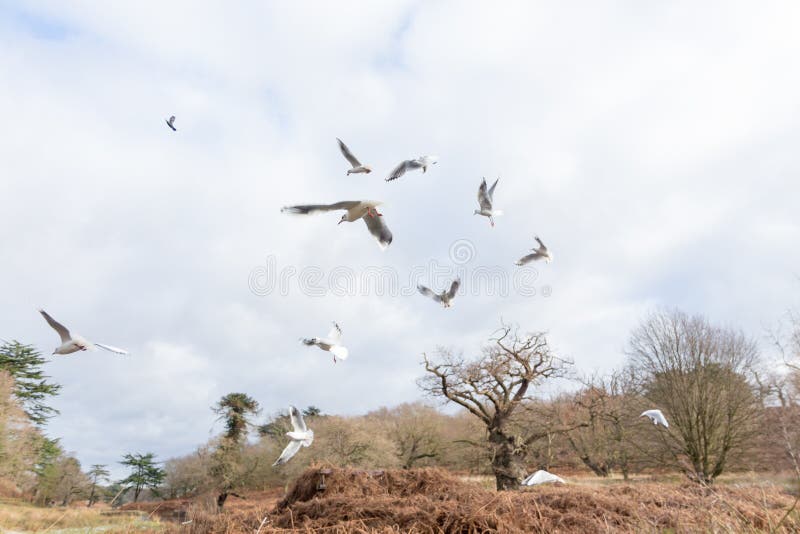 Birds flying over a river stock image. Image of portrait - 87782045