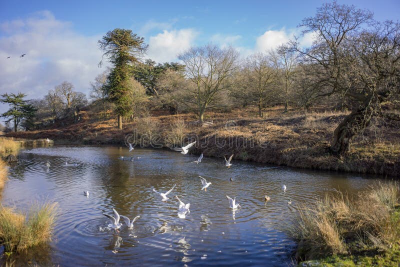 Birds flying over a river stock photo. Image of path - 87782266