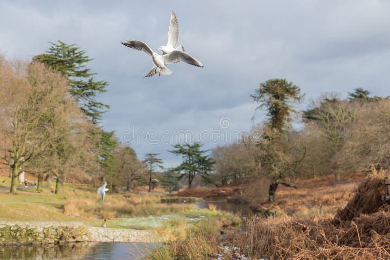 Birds Flying Over a River in a Park at Wintertime Stock Photo - Image ...